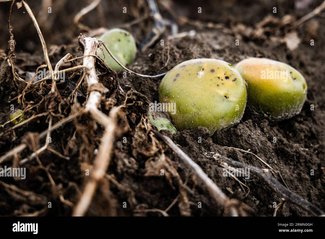 Hoeksche waard potato harvesters hi-res stock photography and images ...