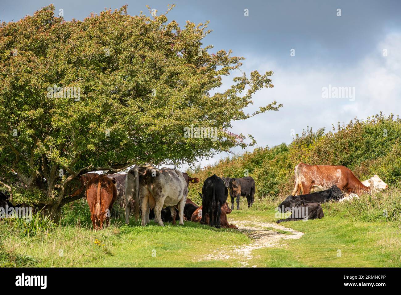 herd of cows under a tree taking shade from the summer sunshine on ...