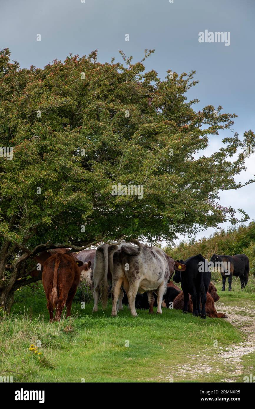 herd of cows or bulls cattle sheltering from the sun in the shade of a ...