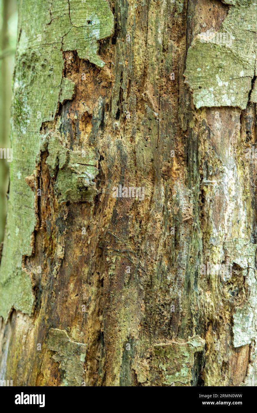 abstract image of peeling bark on an old gnarly tree suitable for use ...