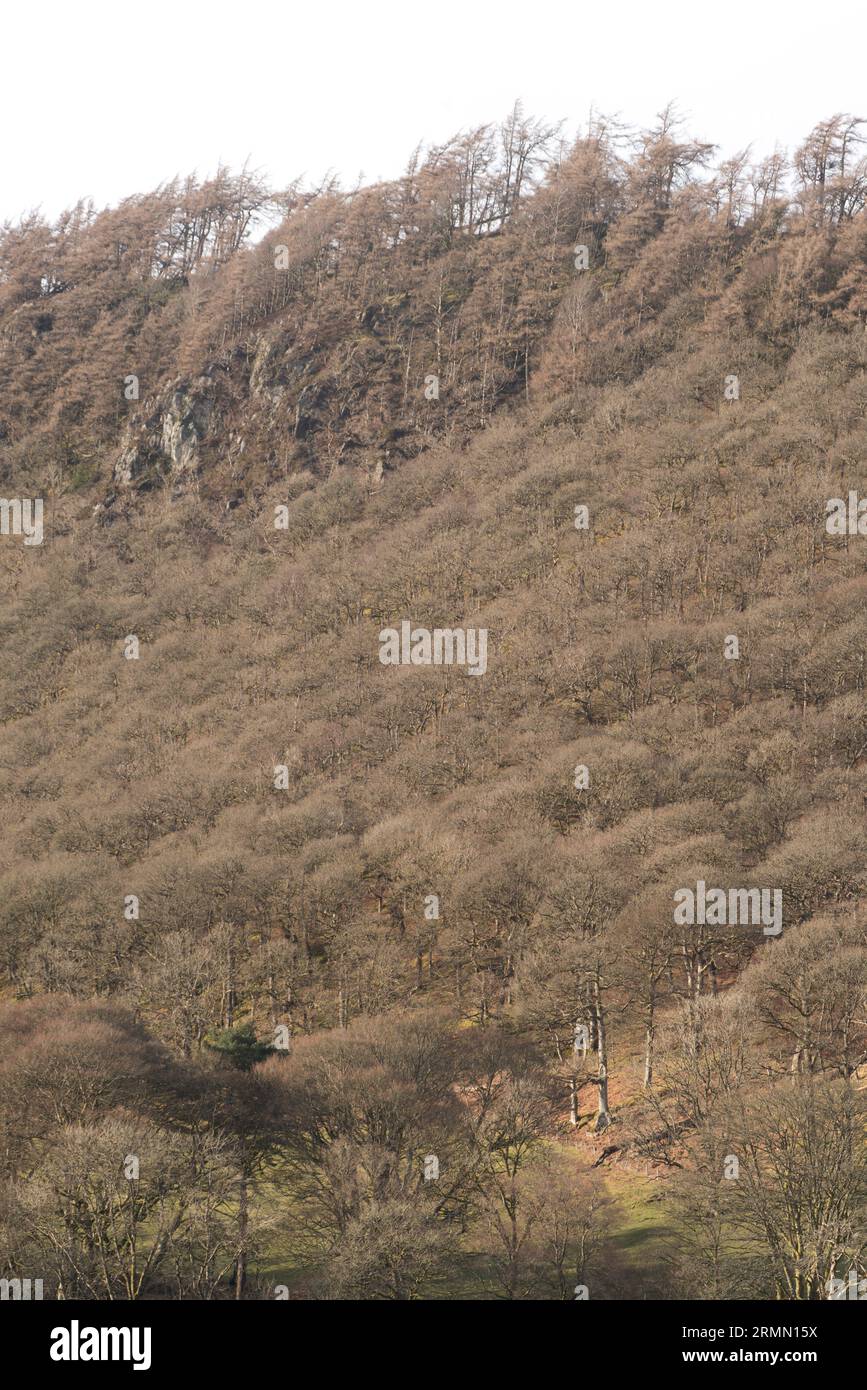 Steep tree clad slope hi-res stock photography and images - Alamy