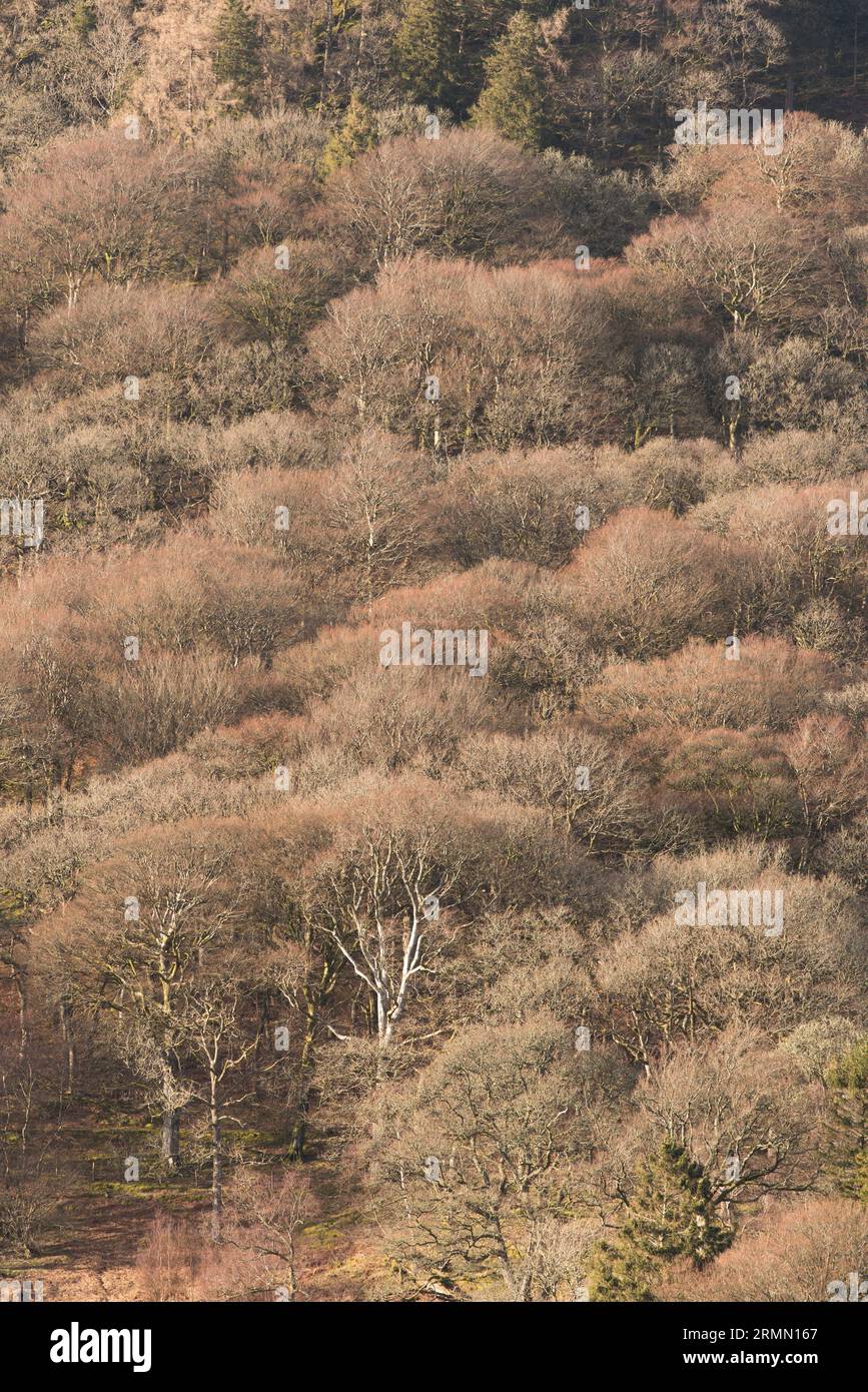 Steep tree clad slopes in the Elan Valley, Rhayader, Powys, Mid Wales ...