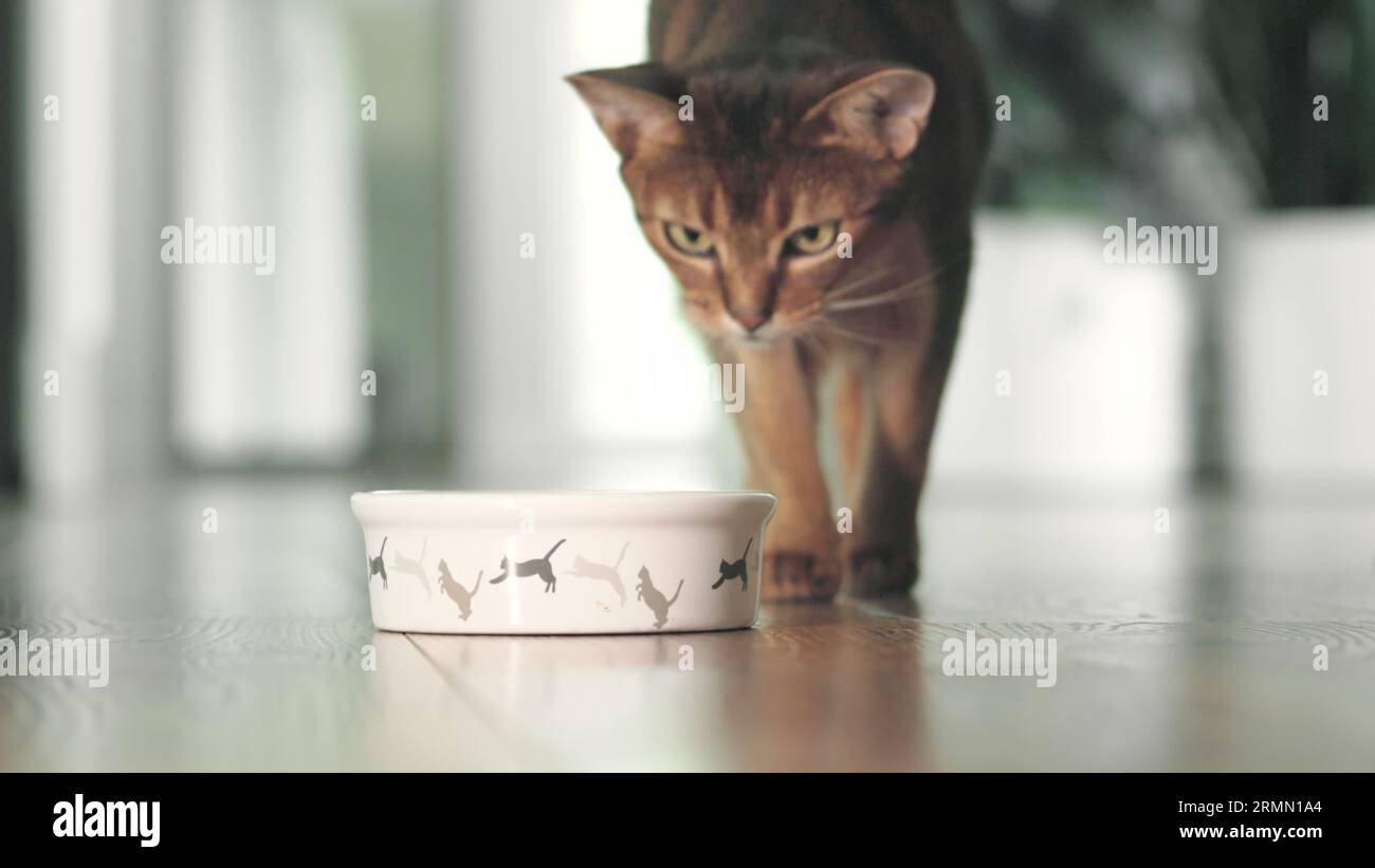 Ginger cat eating food from bowl on floor. Domestic adorable red ...