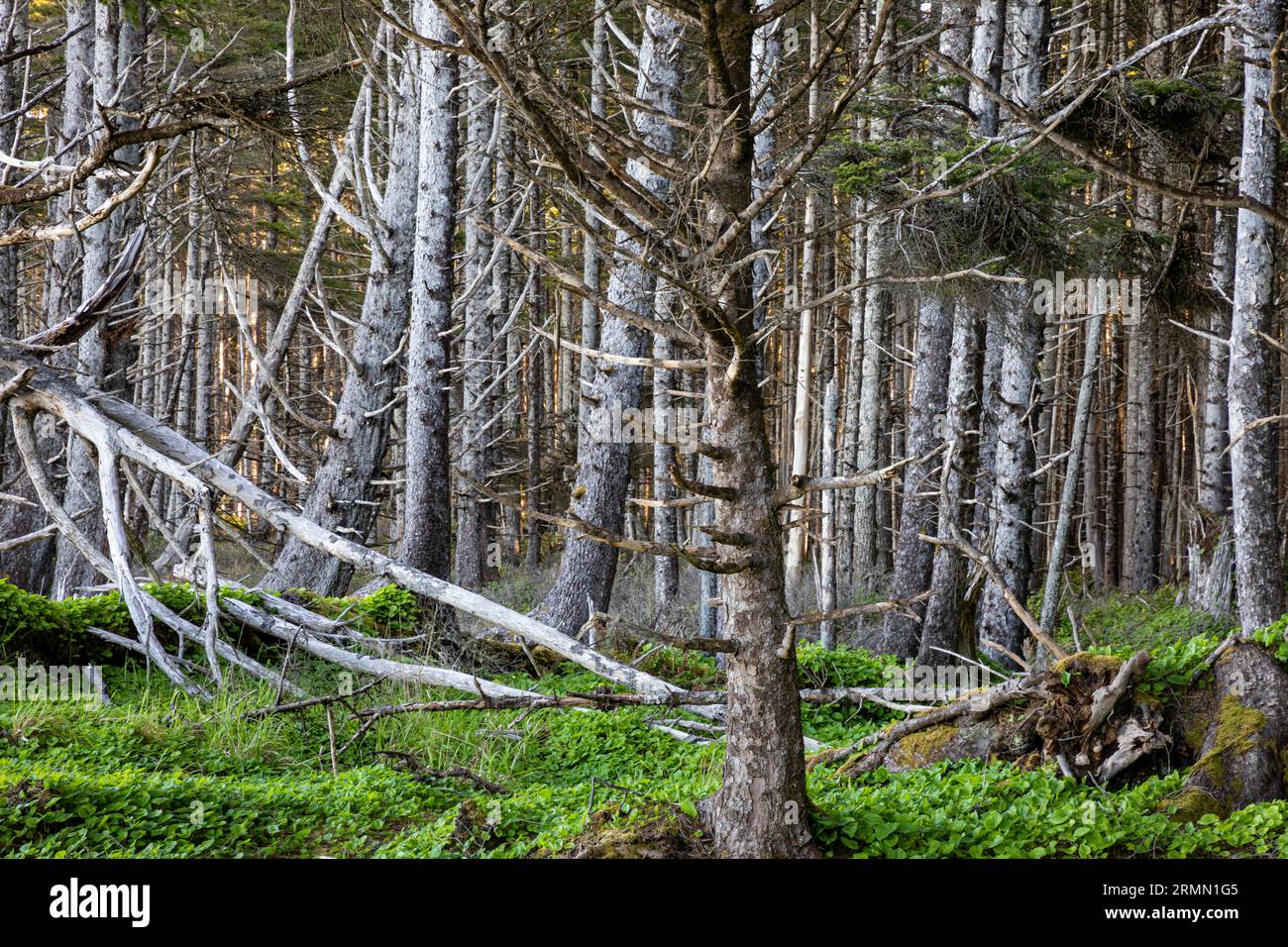 WA23515-00...WASHINGTON - Typical coastal forest along the North ...