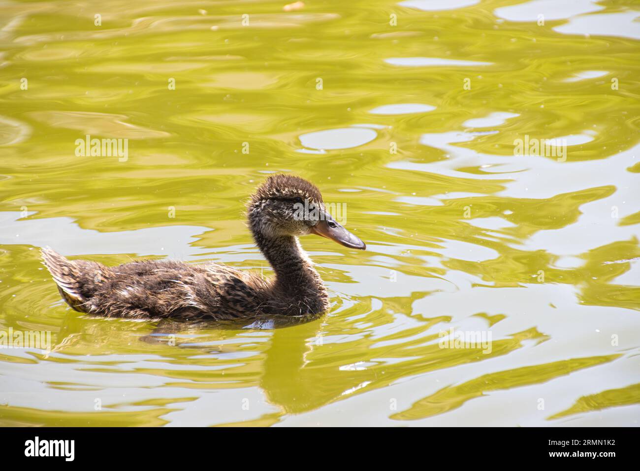 Tiny baby duck swimming hi-res stock photography and images - Alamy