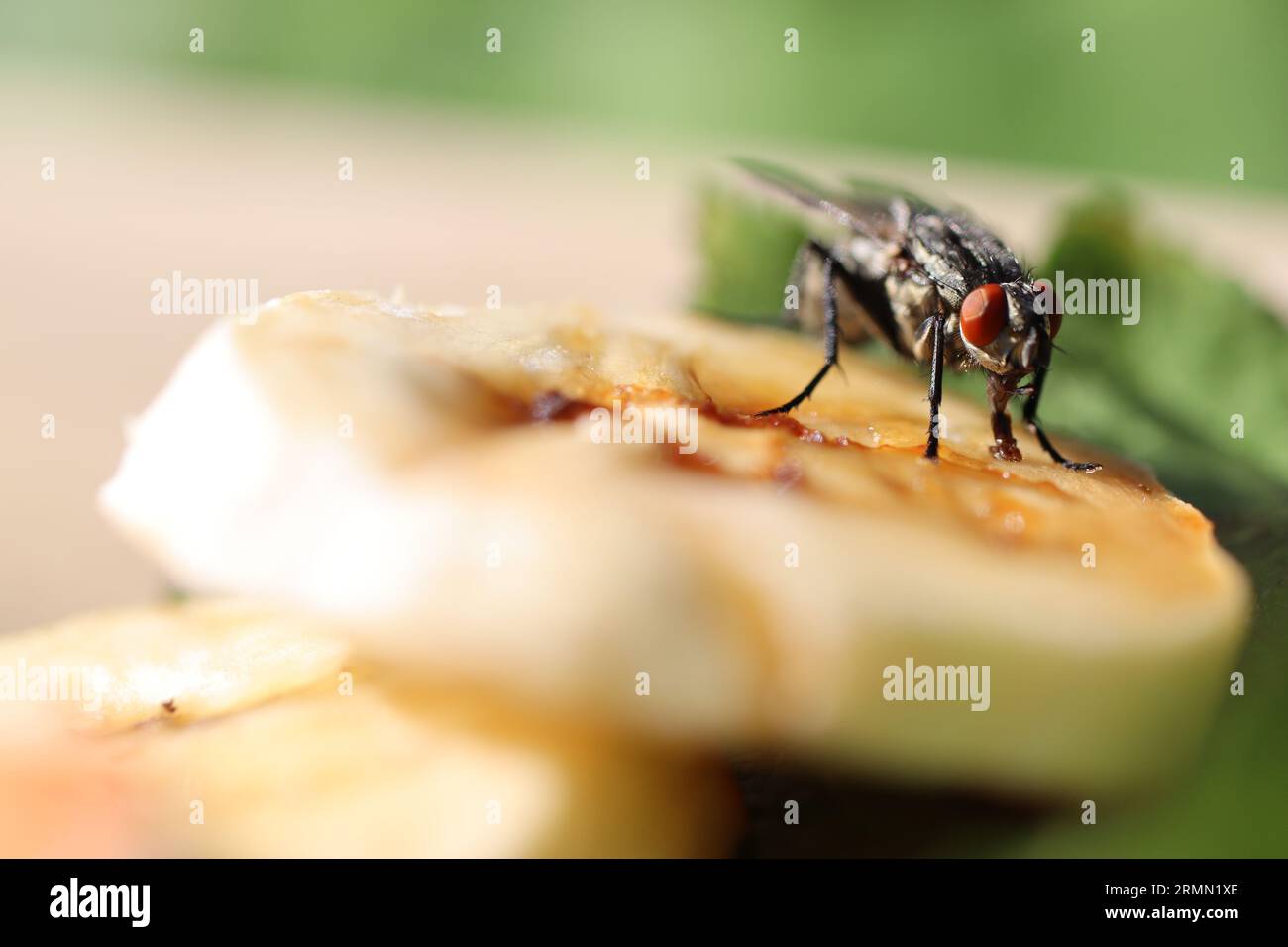 Fruit fly on banana macro hi-res stock photography and images - Alamy