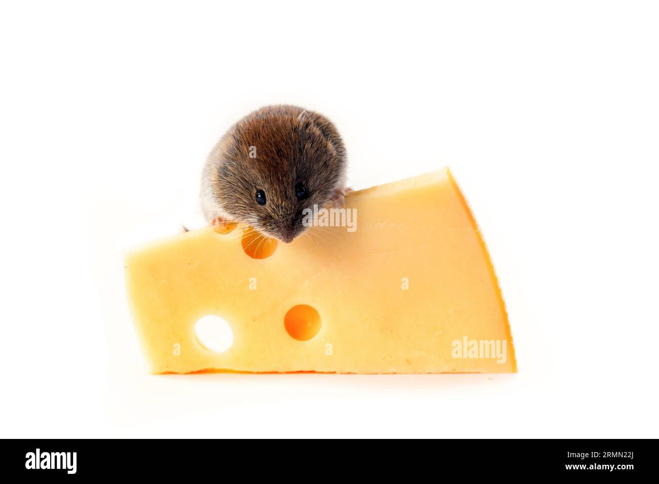 Mouse-like rodents as malicious pests for humans. Mice and voles enter ...