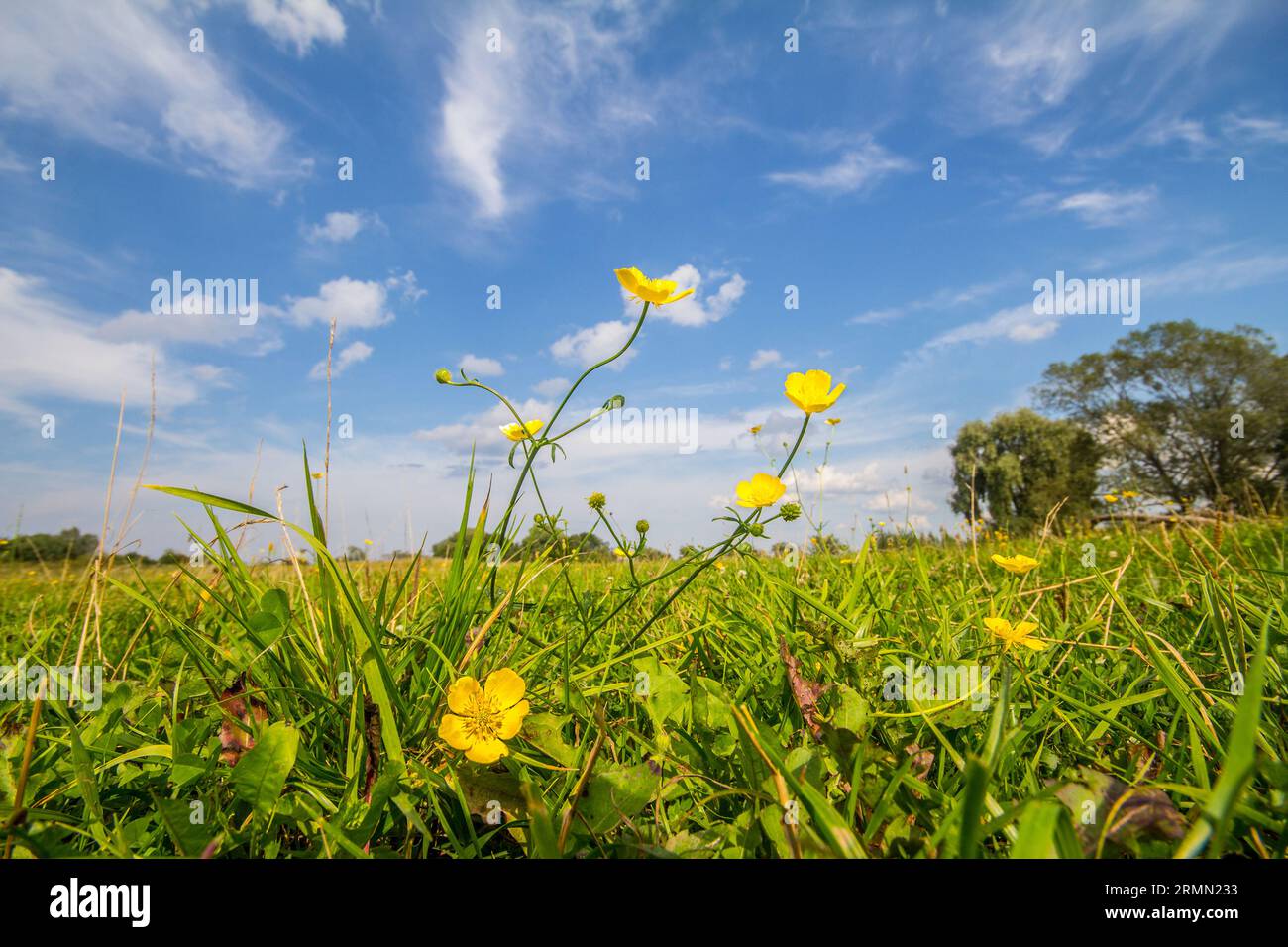 Flowering and fruiting Great spearwort (Ranunculus lingua) against the ...