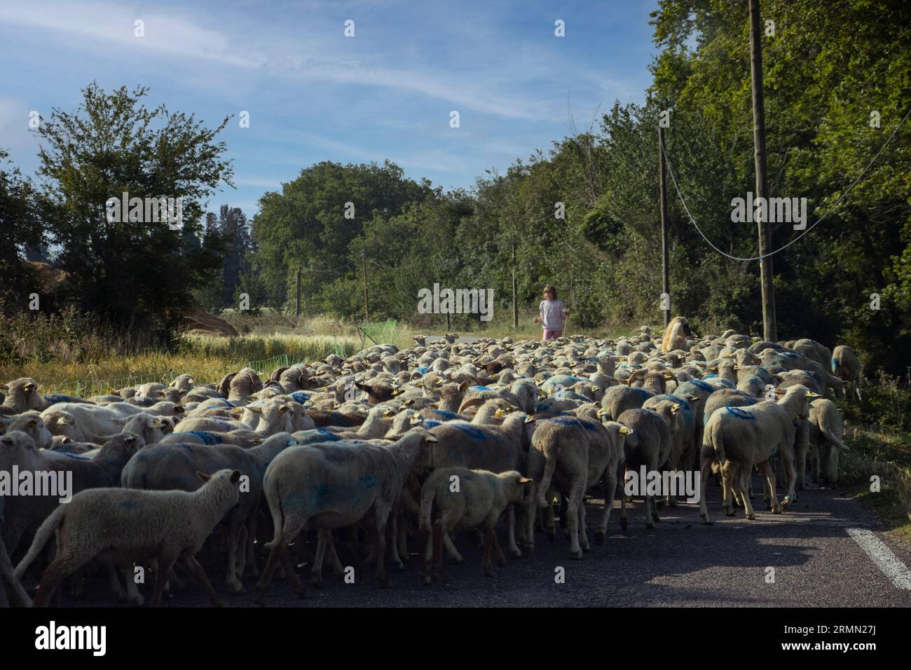 Sheepherder sheep flock herding hi-res stock photography and images - Alamy