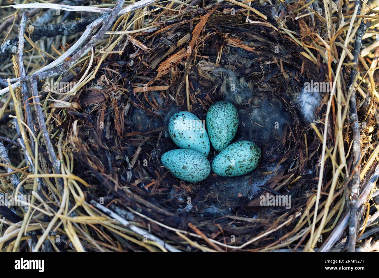 Nidology, study of birds nest. Hooded crow (Corvus cornix) nest. Clutch ...