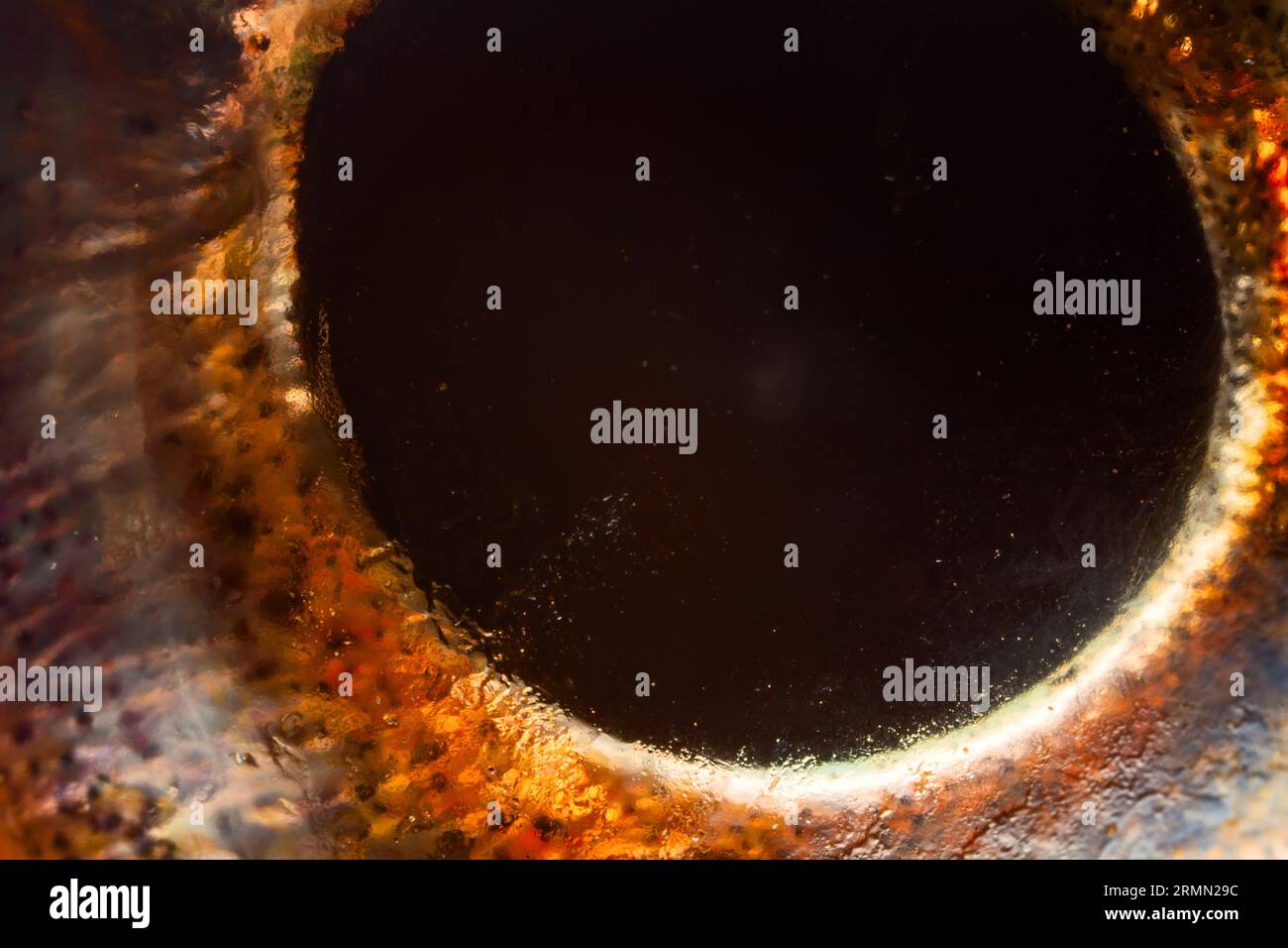 Memento Mori. The ultra macro eye of a dead fish reflects emptiness ...