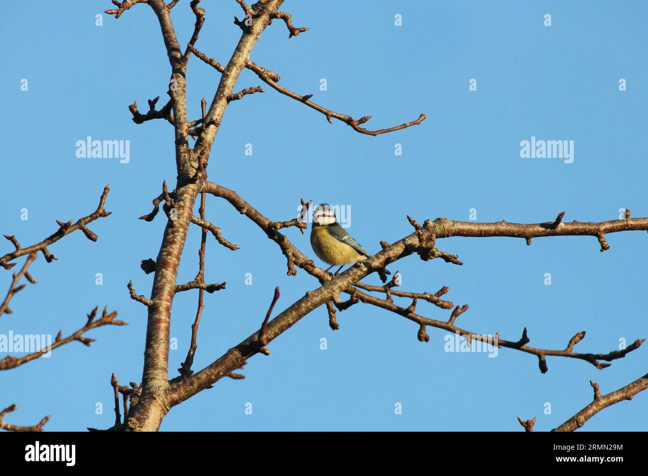 chickadee in france Stock Photo - Alamy