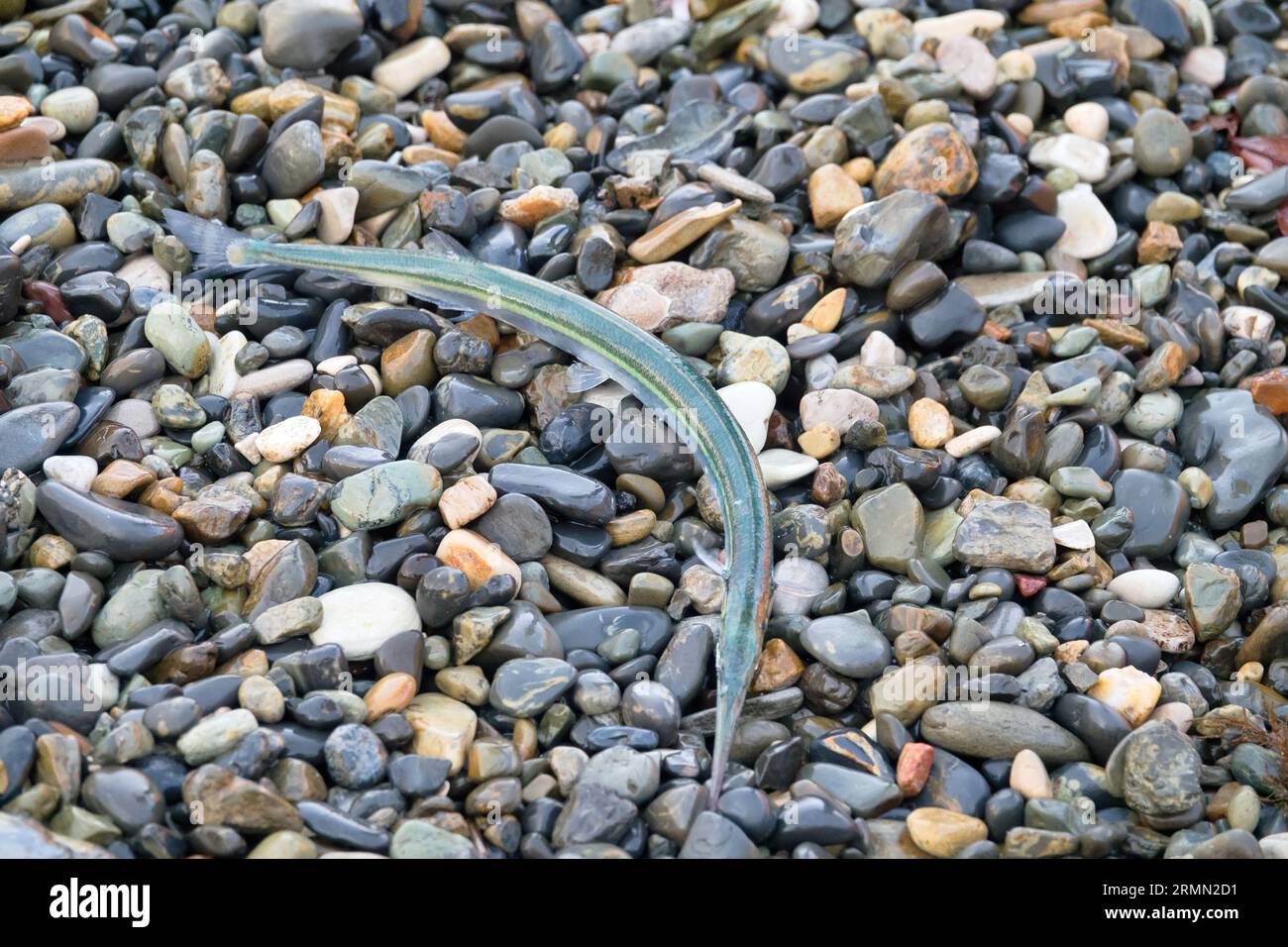 Sargan fish on a pebble beach. Europian Garfish (Belone belone) in ...