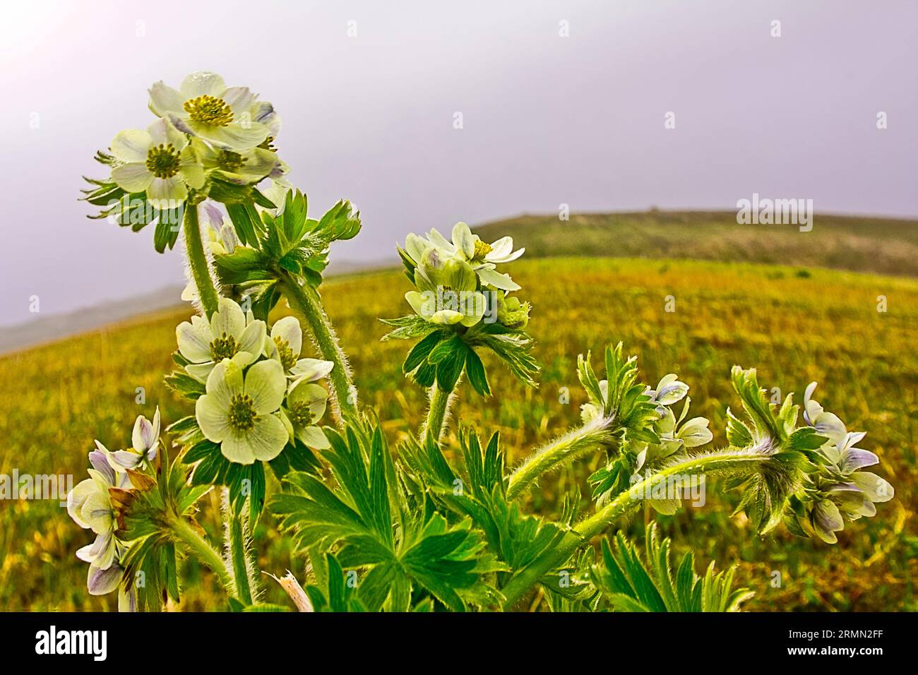 The Anemone narcissiflora blooms on the top of the plateau. Commander ...