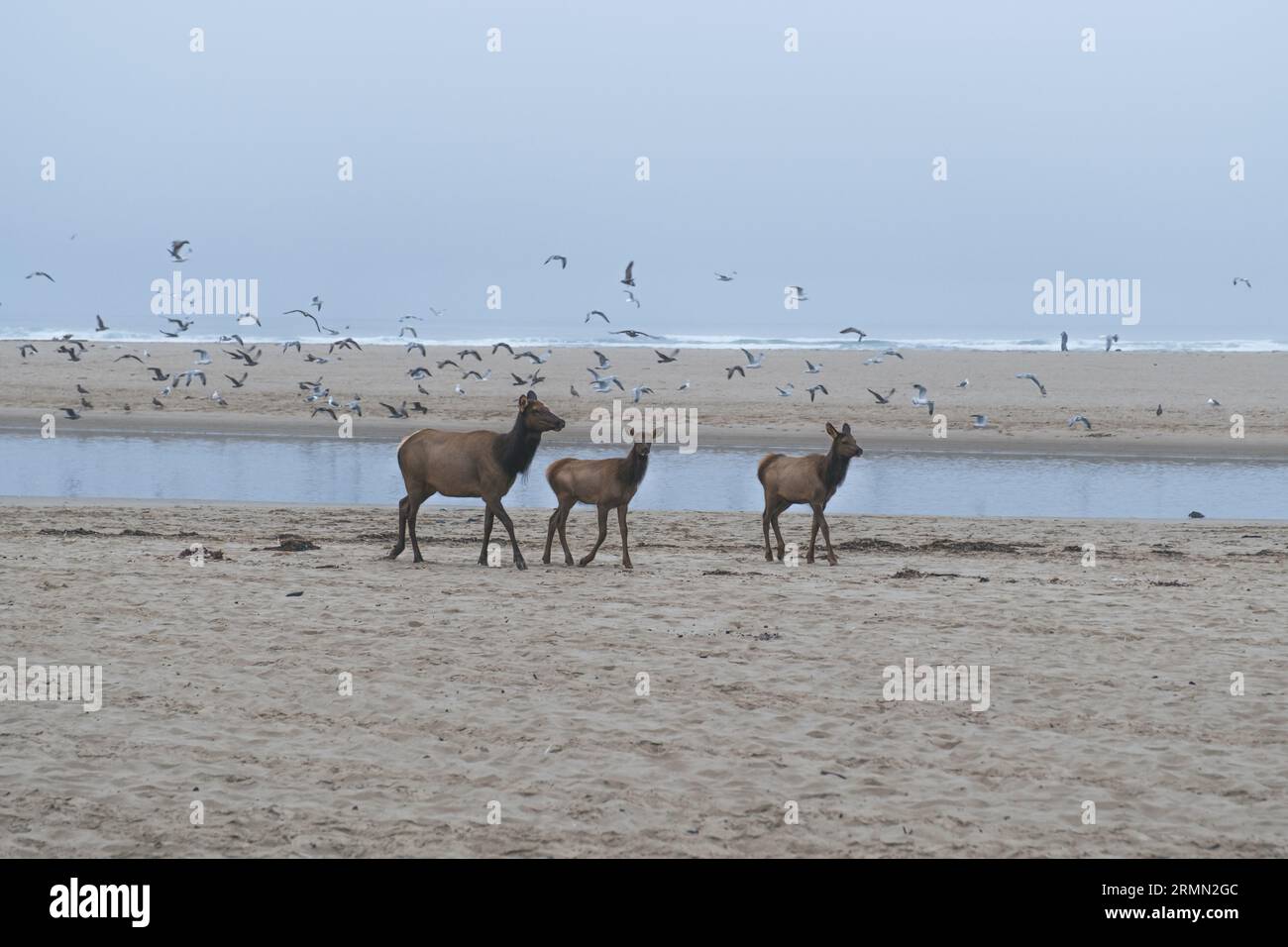 Elk walking on beach - Cannon beach Stock Photo - Alamy