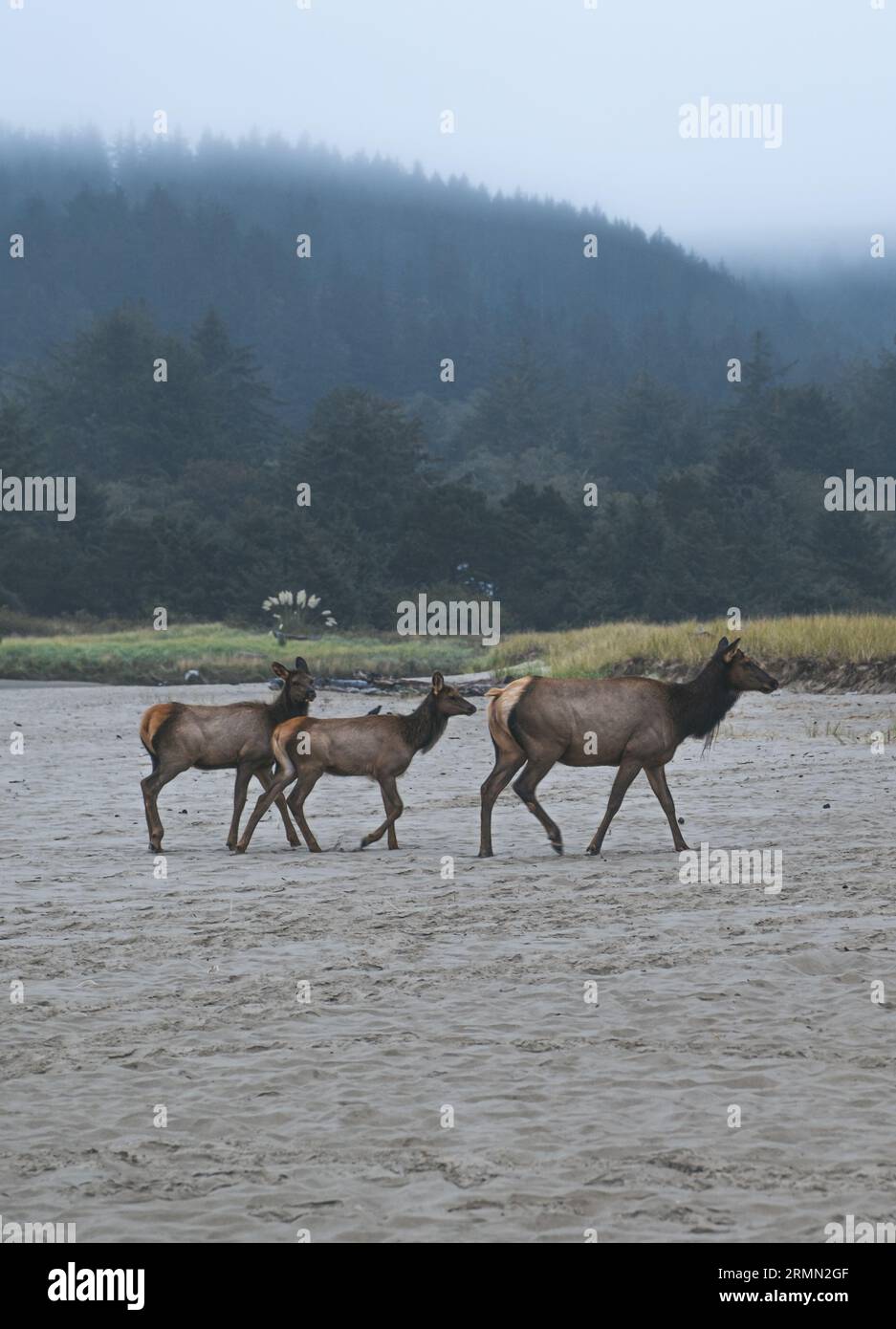 Elk walking on beach - Cannon beach Stock Photo - Alamy