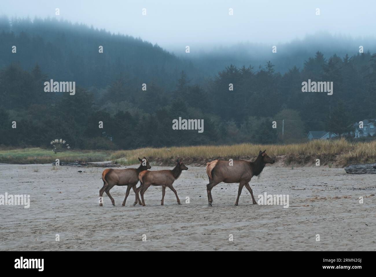 Elk walking on beach - Cannon beach Stock Photo - Alamy