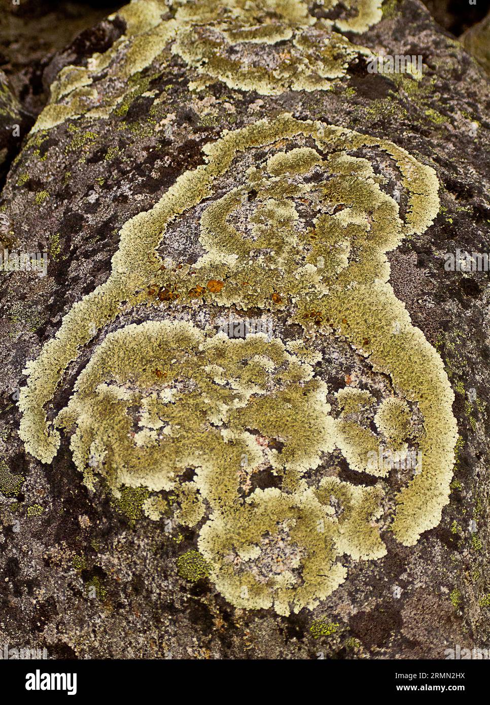 Epilithic lichen, leafy lichens. Foliose lichen Parmelia ??ntrifuga or ...