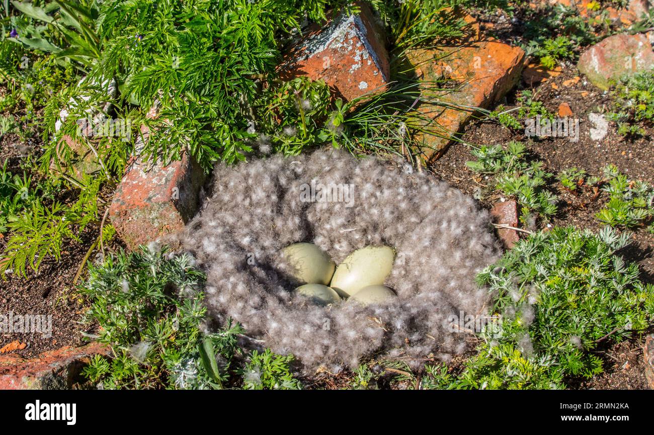 Common eider (Somateria mollissima) nest with 4 egga. Gulf of Finland ...