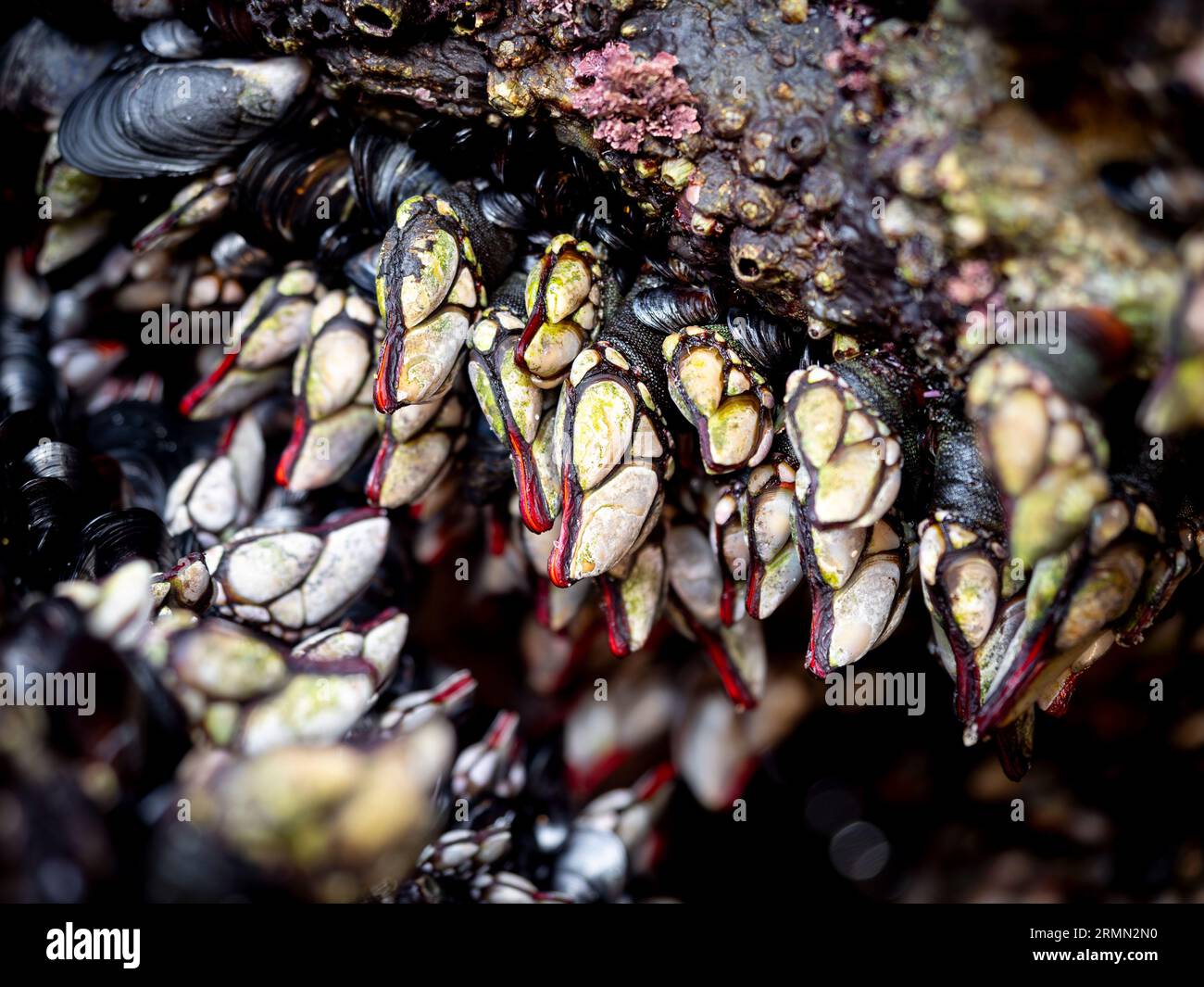 Live Goose neck barnacles or Galician barnacles (Pollicipes pollicipes ...