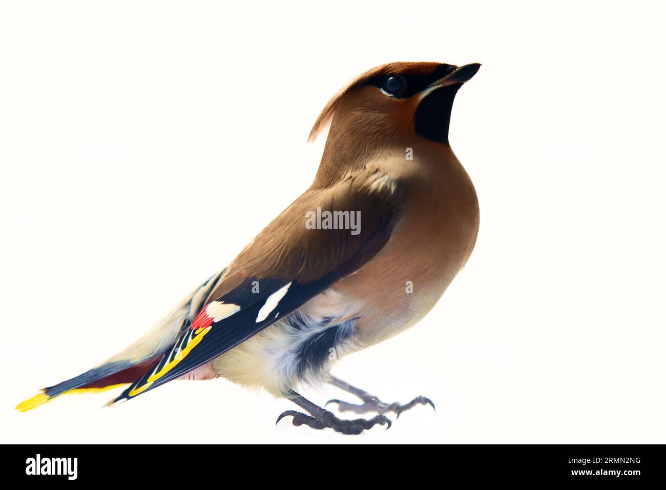 Bohemian waxwing (Bombycilla garrulus) as a typical breeding species of ...