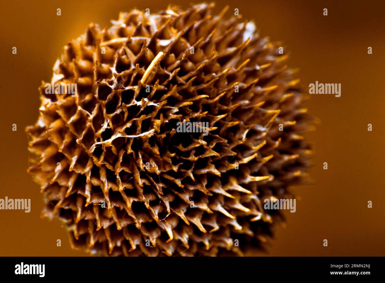 Dry fruit box (plant pod), comb cell. Ultra Macro Stock Photo - Alamy