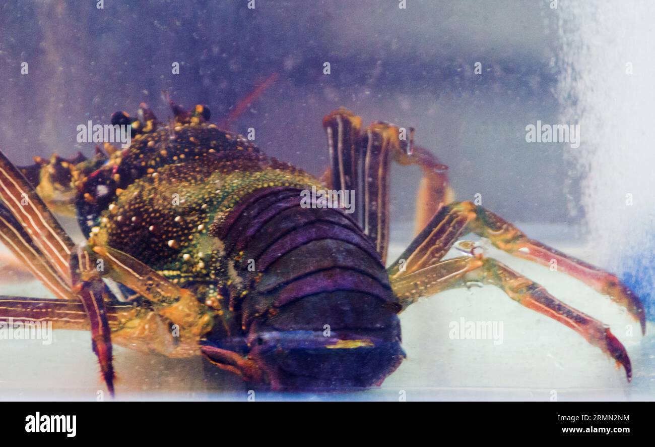 Gifts of the sea (live omar in seawater, lobsters). Various seafood in ...