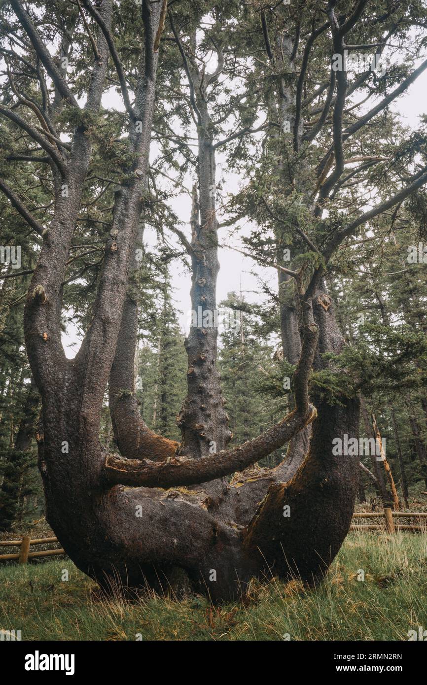 Octopus tree hi-res stock photography and images - Alamy