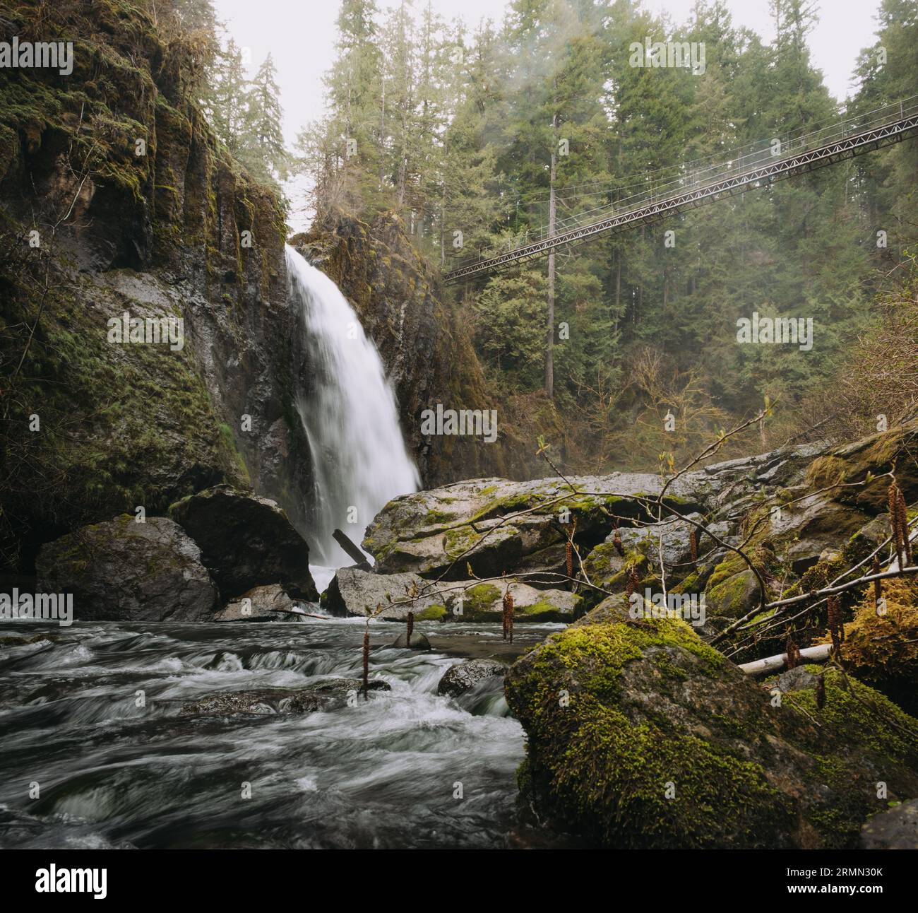 Pnw rainforest hi-res stock photography and images - Alamy