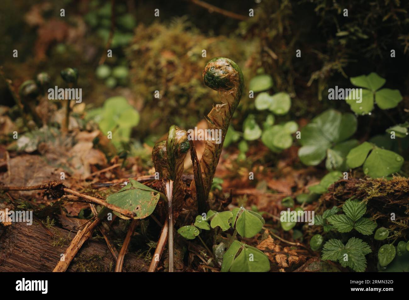 Pacific North west beach trails Stock Photo - Alamy