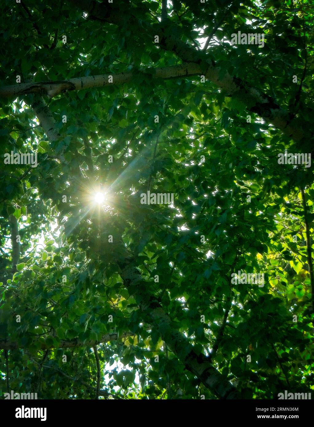 Sun flare garden hi-res stock photography and images - Alamy