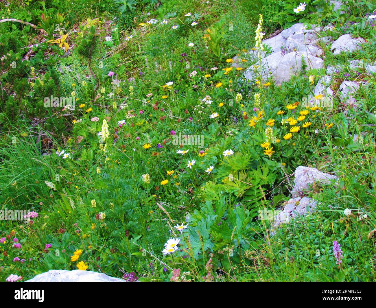 Blooming mountain garden of wildflowers in Triglav national park and ...