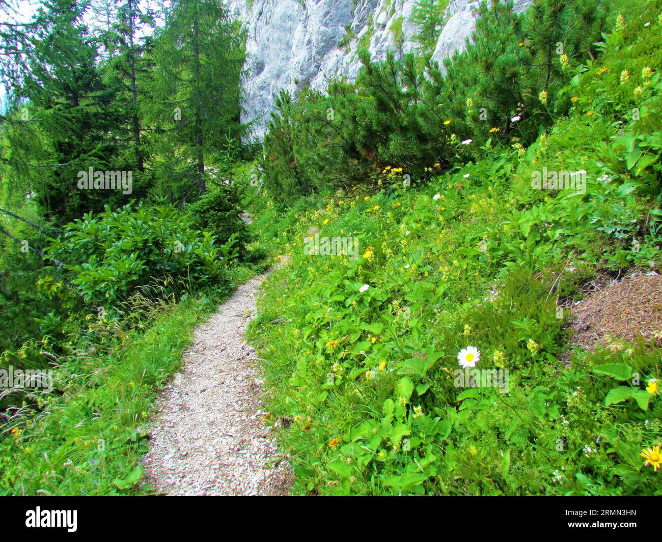 Foot trail leading past a small meadow full of yellow flowering hawkbit ...