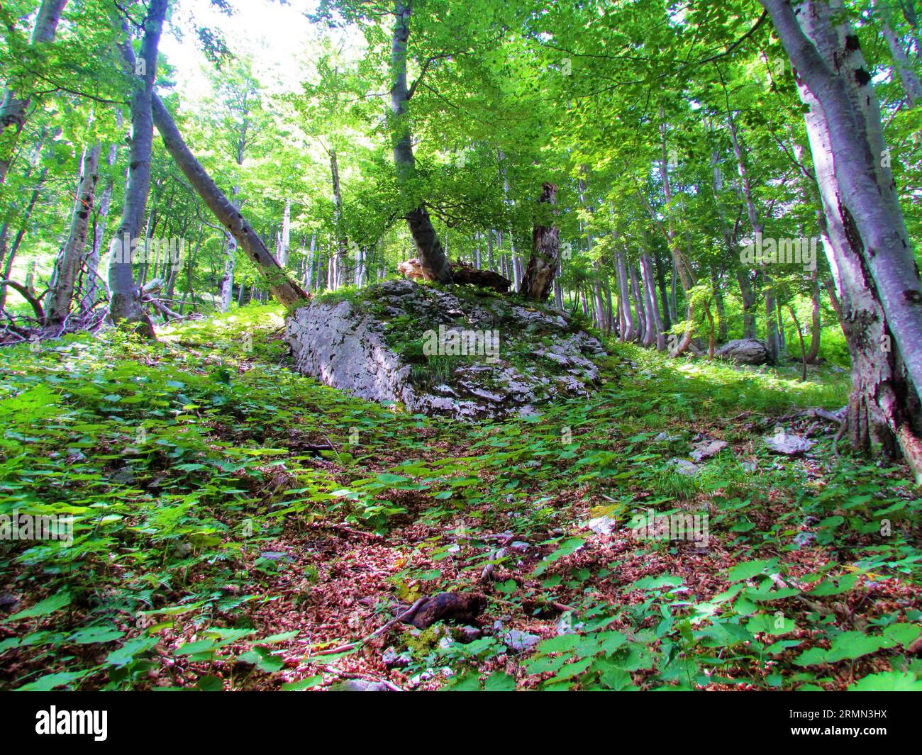 Tree growing around rock hi-res stock photography and images - Alamy