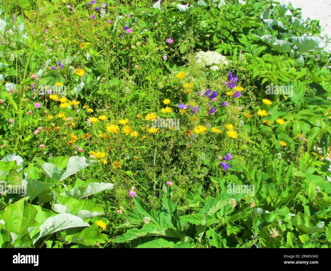 Close up of beautiful yellow hawkbit (Leontodon pyrenaicus) and purple ...