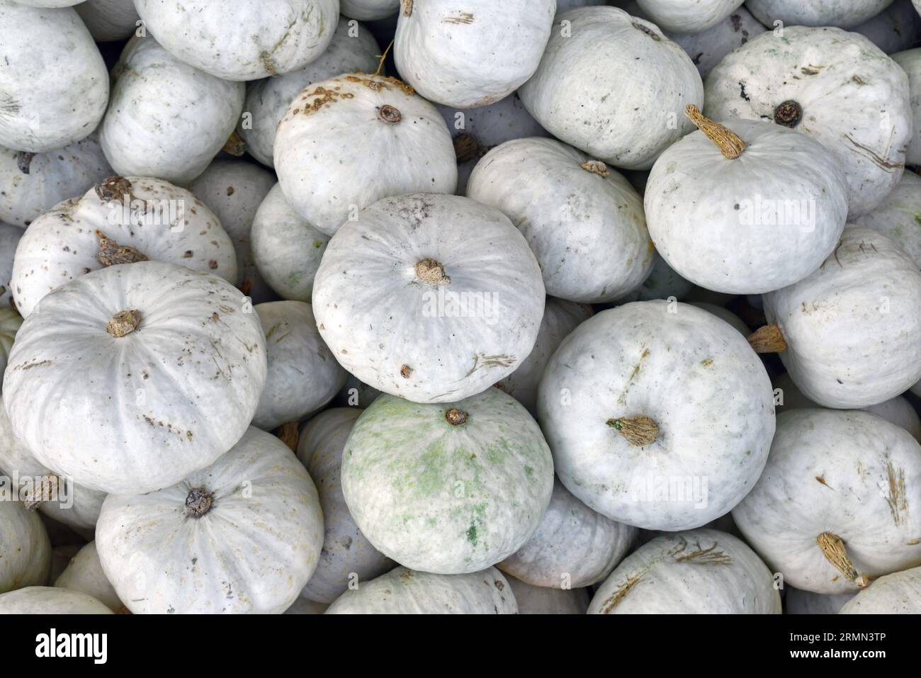 Japanese kabocha squash hi-res stock photography and images - Alamy