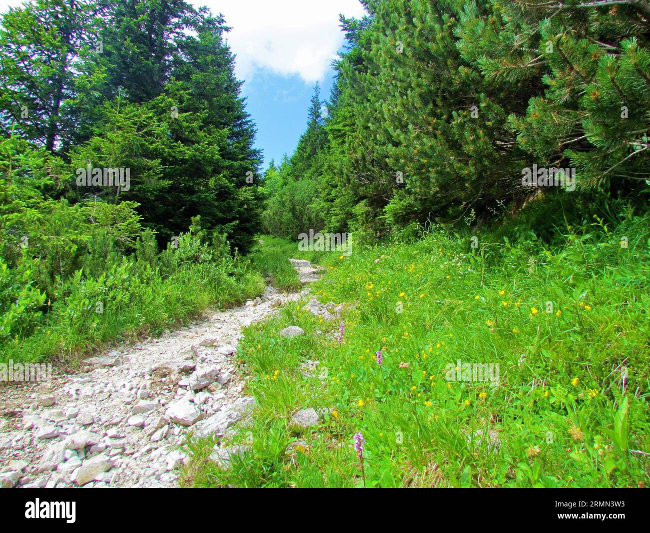 Creeping spruce hi-res stock photography and images - Alamy