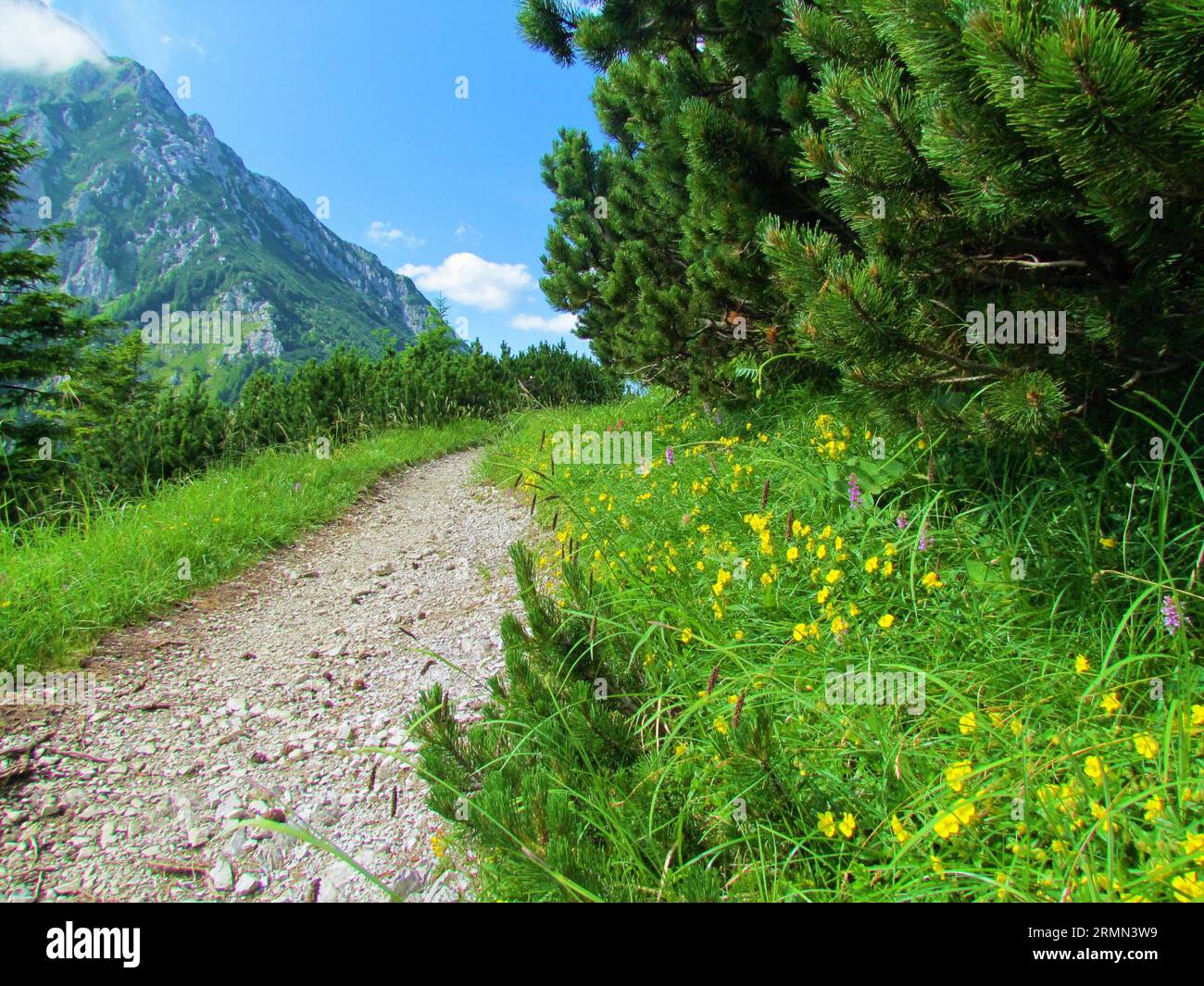 Creeping spruce hi-res stock photography and images - Alamy
