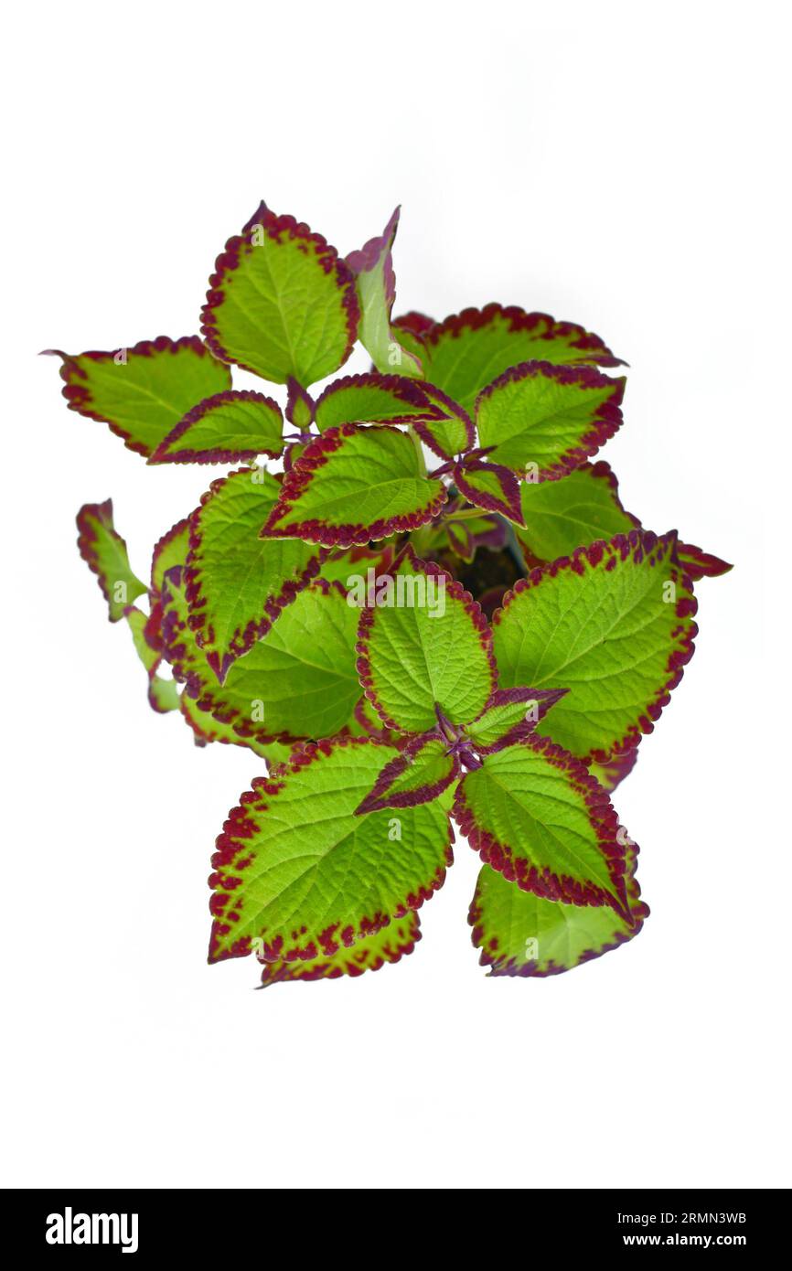 Top view of potted painted nettle 'Coleus Blumei Velvet' plant on white ...