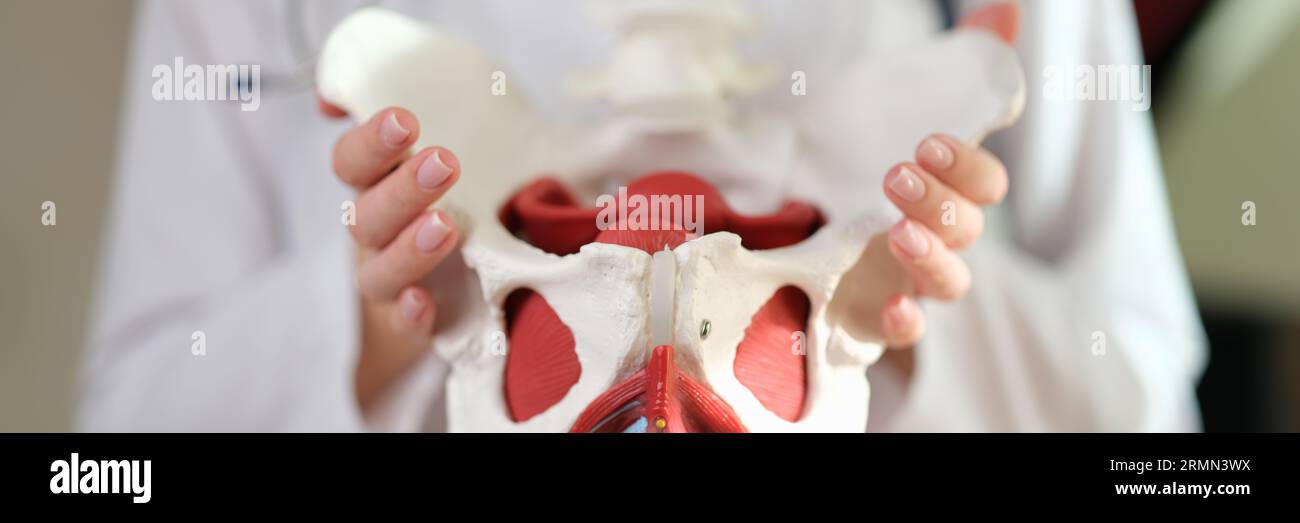 The doctor holds a model of the human pelvis Stock Photo - Alamy