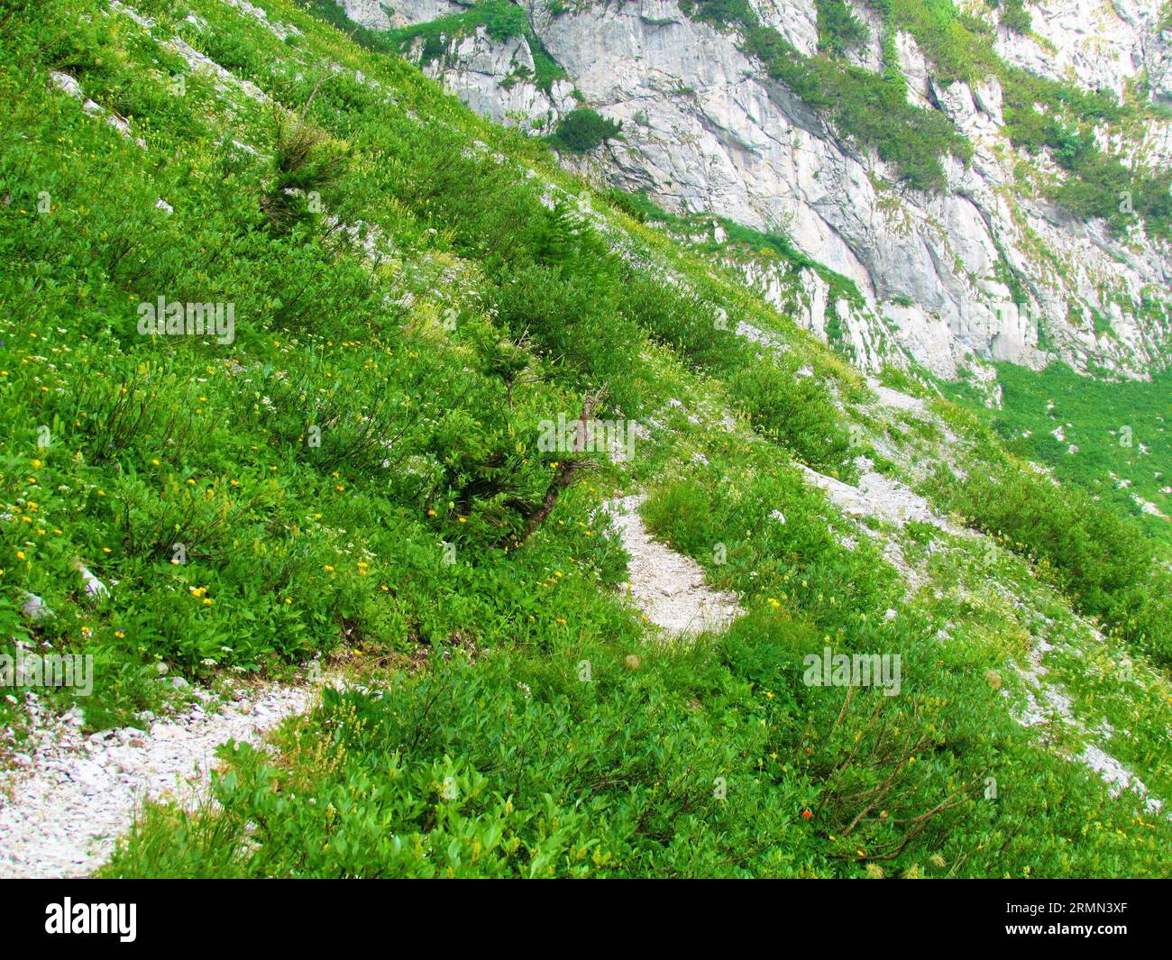 Path leading past a mountain meadow full of white and yellow flowers on ...