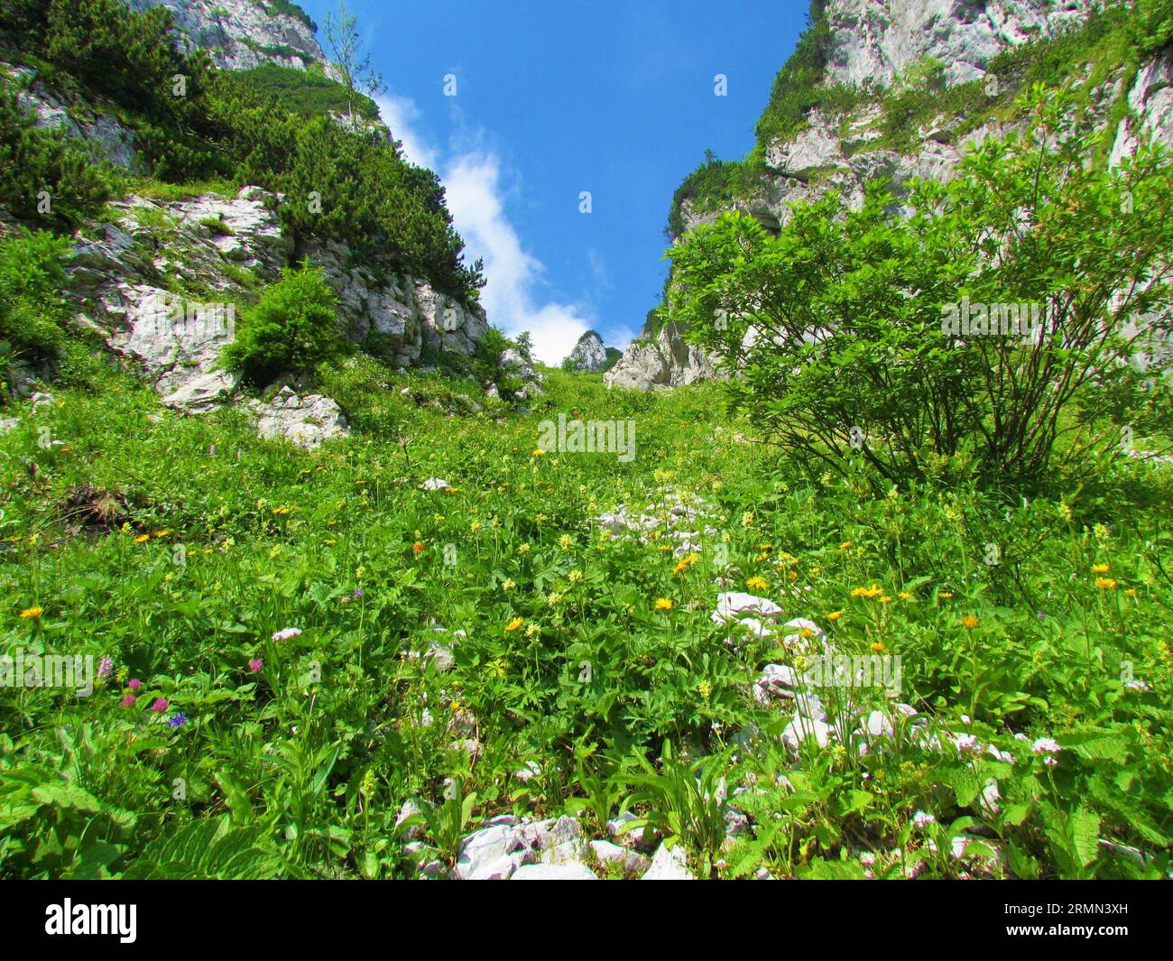Mountain slope full of blooming wildflowers, lush grass and bush ...