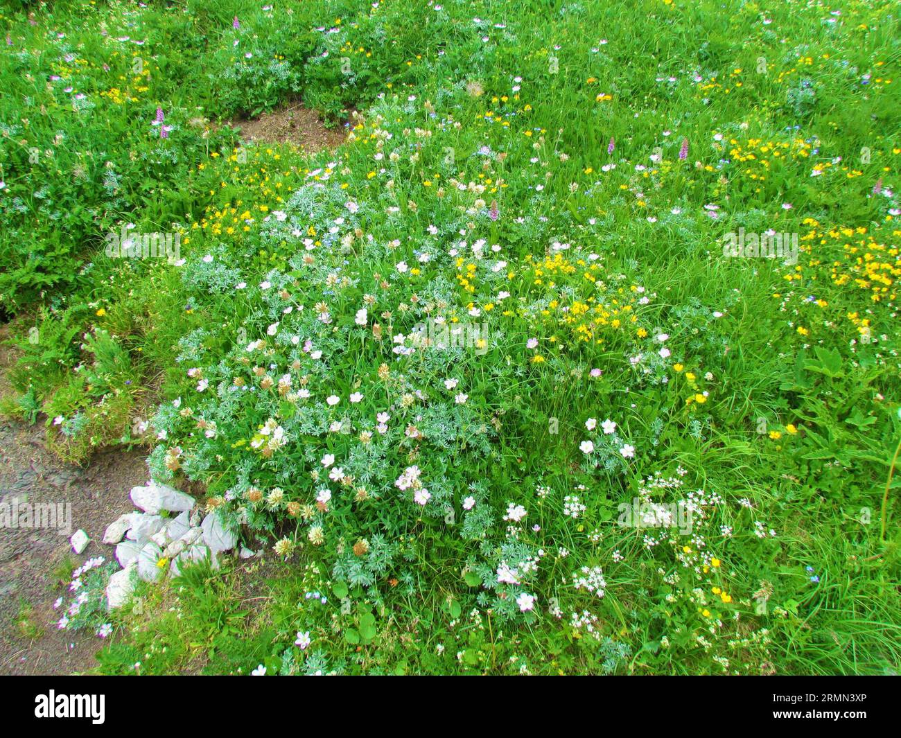 Meadow full of blooming silvery crane's bill (Geranium argenteum) and ...