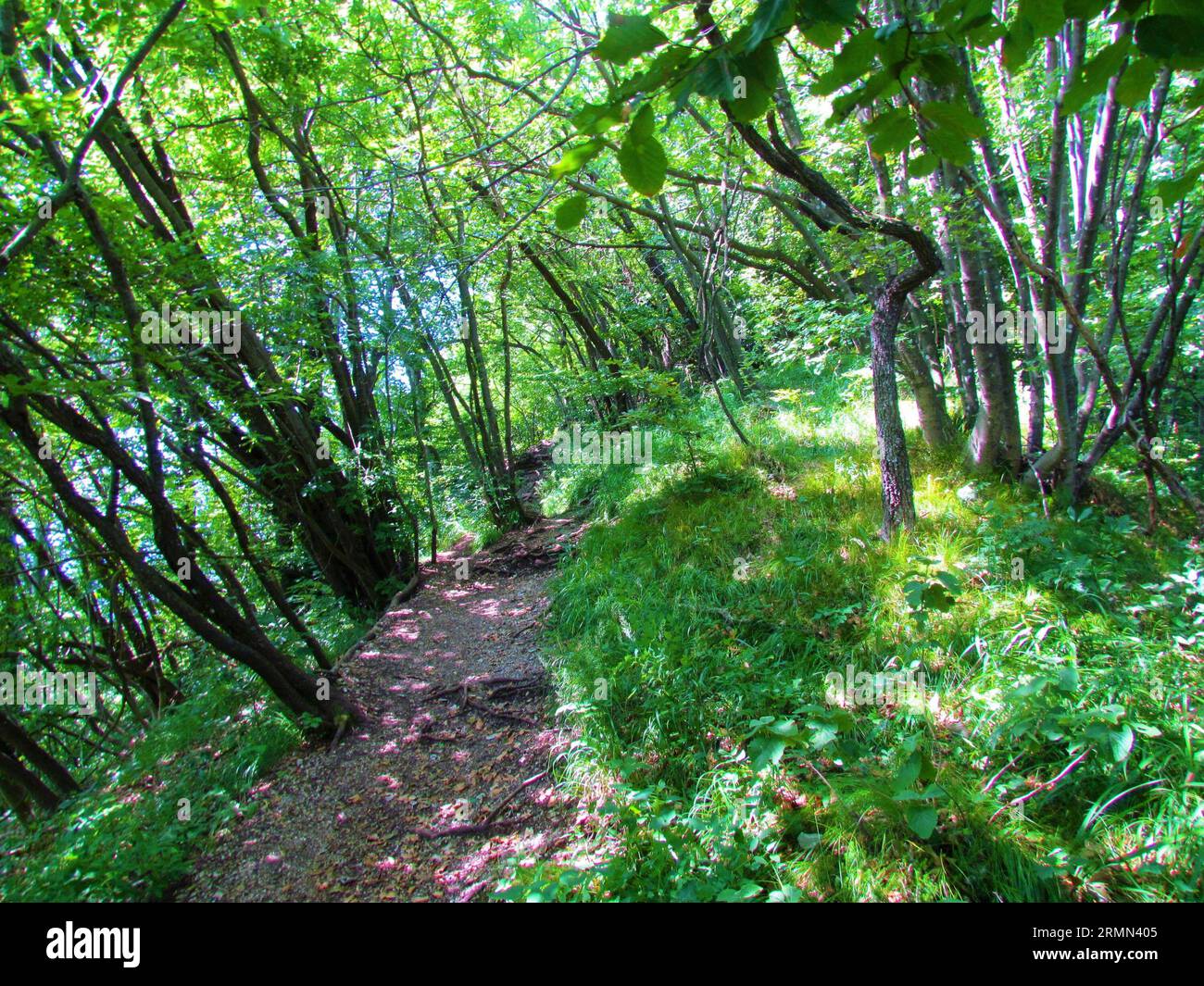 Dirt path leading through a beech (Fagus sylvatica) and european hop ...