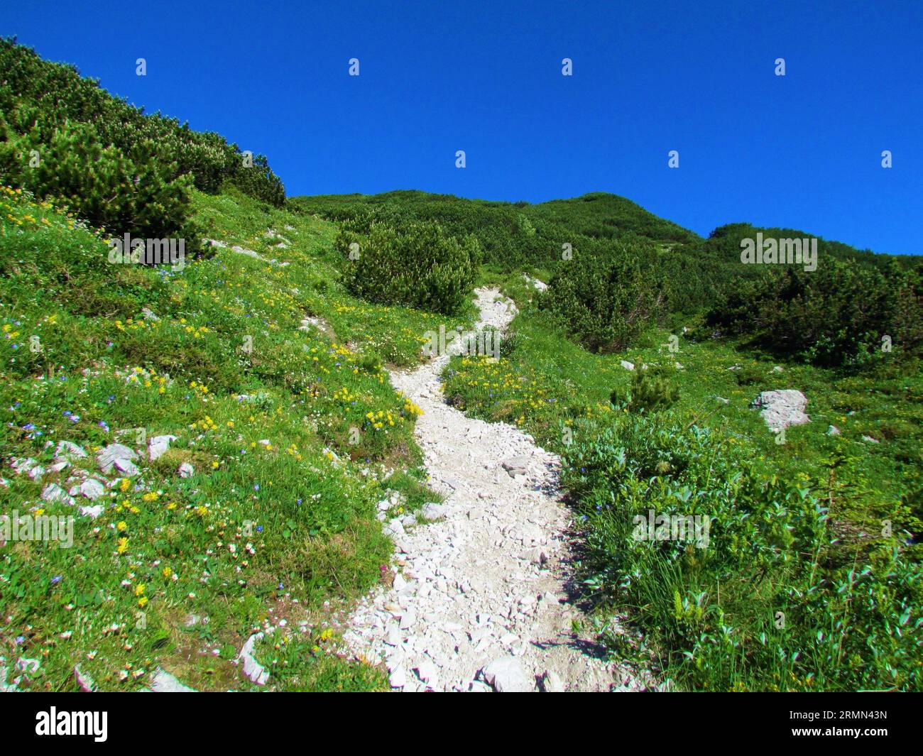 Stone path leading past a mountain meadow full yellow blooming common ...