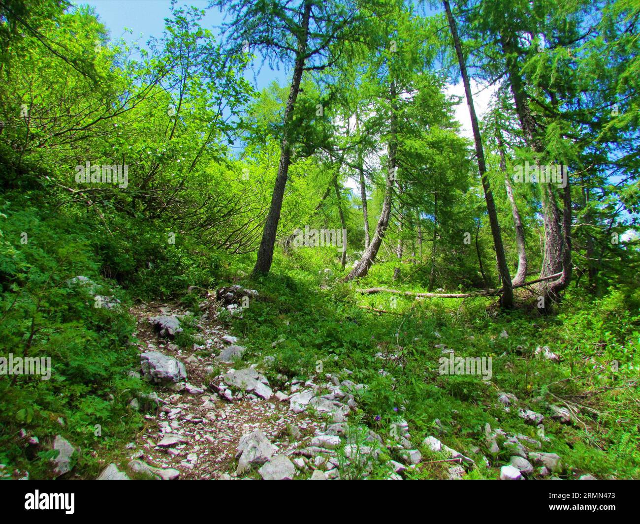 Rocky path leading through a sunlit larch forest above Lipanca in ...