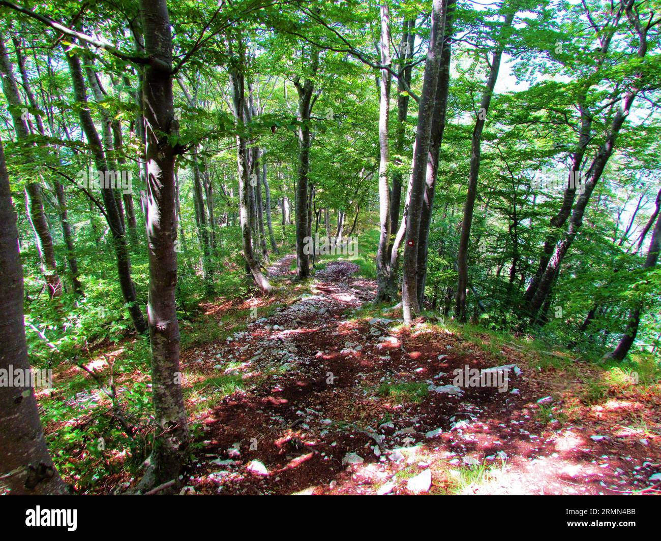 Path leading down the slope through a beech forest under Svinjak ...