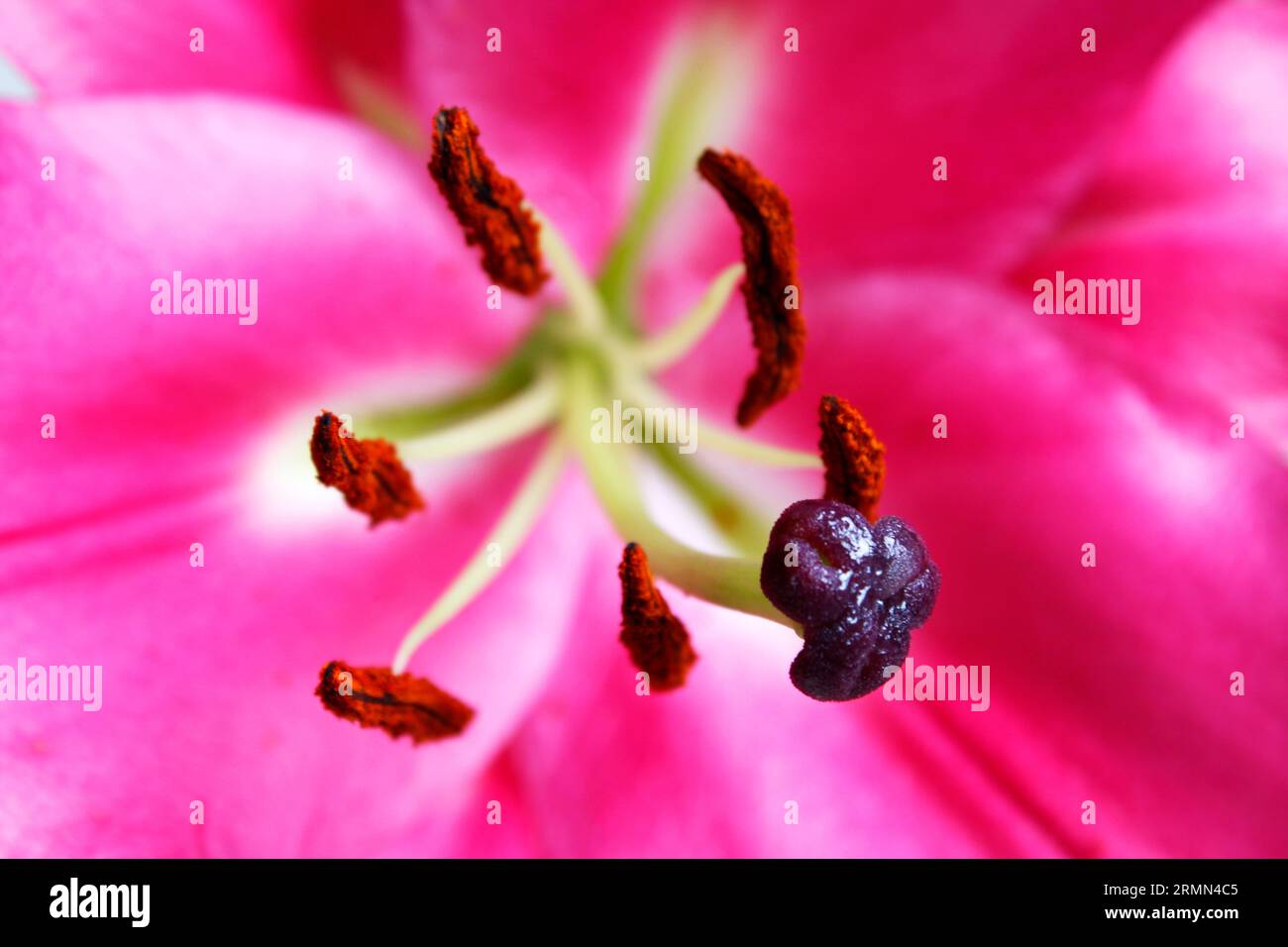 Pistil and pollen of pink lily Stock Photo - Alamy