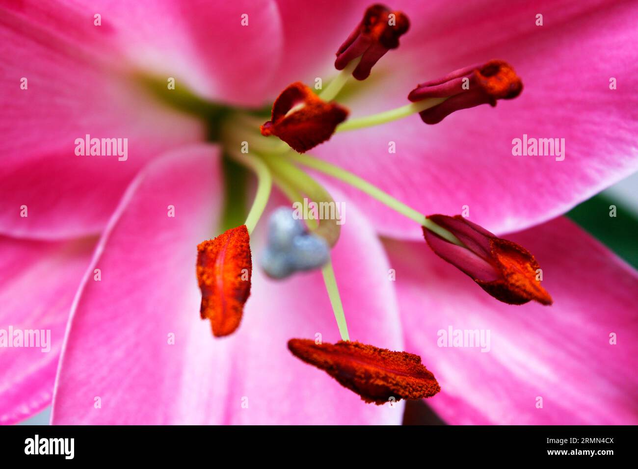Pistil and pollen of pink lily Stock Photo - Alamy