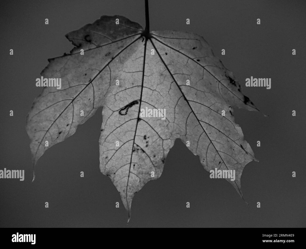 Maple leaf on gray Black and White Stock Photos & Images - Alamy